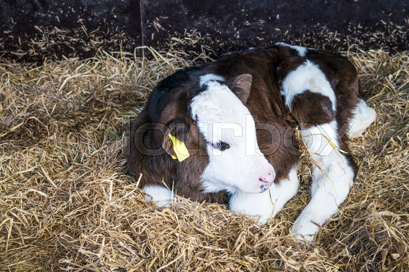 Calf sleeping in a bed of hay in a ... | Stock image | Colourbox