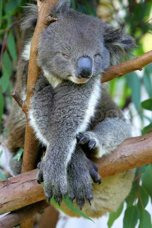 Australian Koala | Stock image | Colourbox