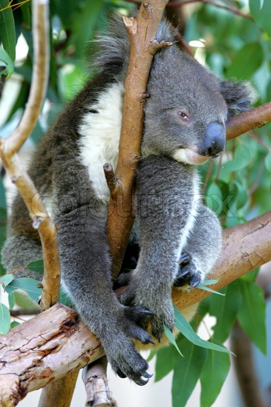 Australian Koala | Stock image | Colourbox