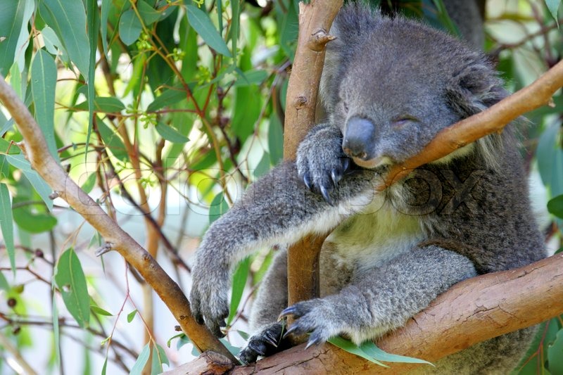 Australian Koala | Stock image | Colourbox