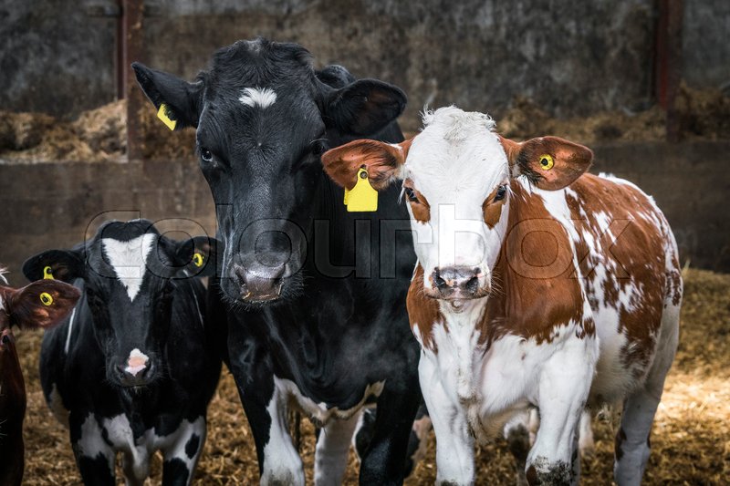 Curious cows looking at you in a stable ... | Stock image | Colourbox