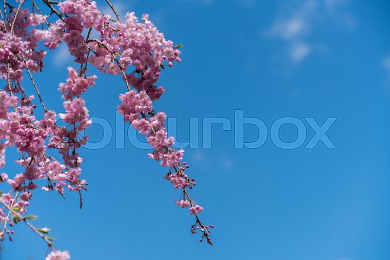 The cherry blossom branch extending to ... | Stock image | Colourbox