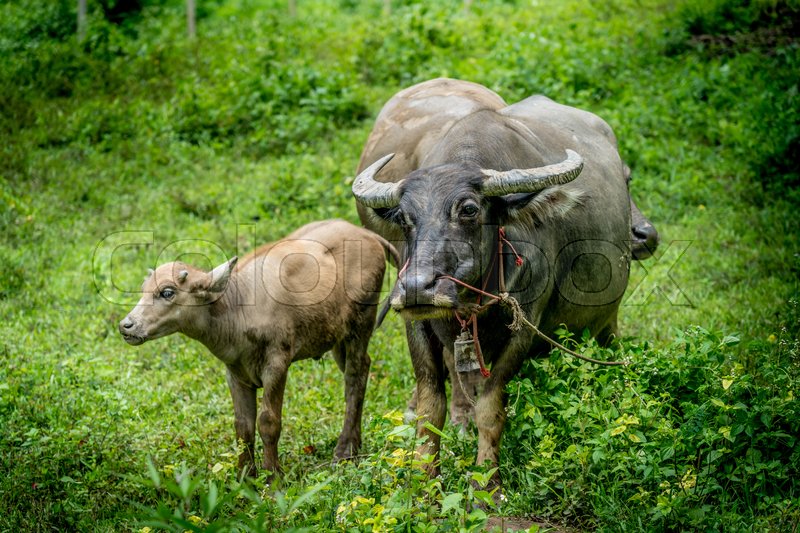 Brown young buffalo with family on ... | Stock Photo | Colourbox
