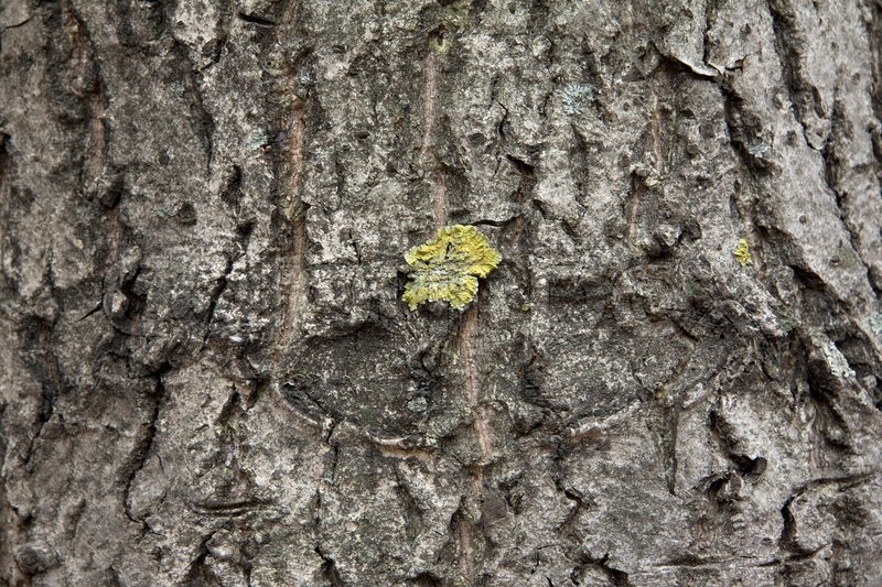 Peel tree with growing close up | Stock image | Colourbox