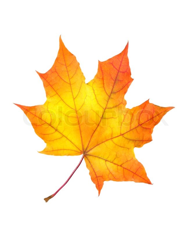 Beautiful colorful autumn maple leaf ... | Stock image | Colourbox