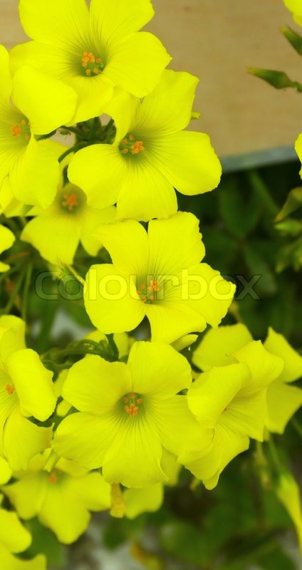 Vertical Photography Of Flowers