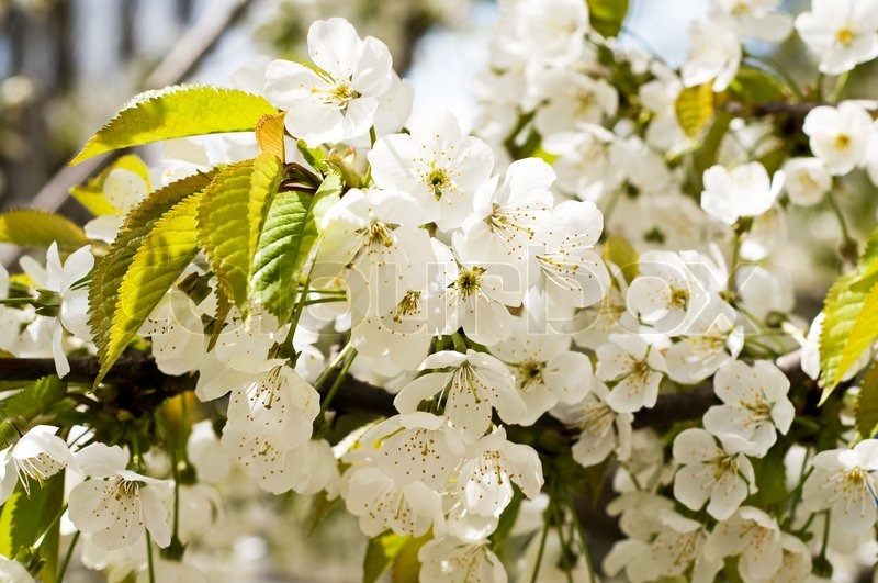 Nice sweet cherry branch by spring. | Stock image | Colourbox