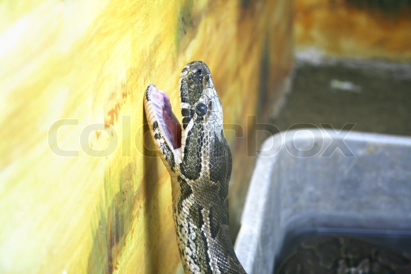 Snake head close up picture. | Stock image | Colourbox