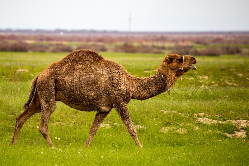 Camel in the pasture in the spring . | Stock image | Colourbox