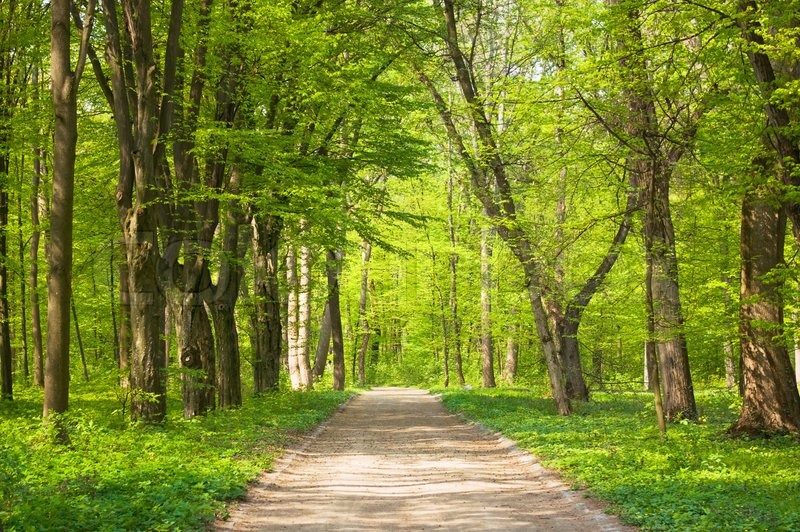 Breite Straße , die in den Wäldern ... | Stock Bild | Colourbox