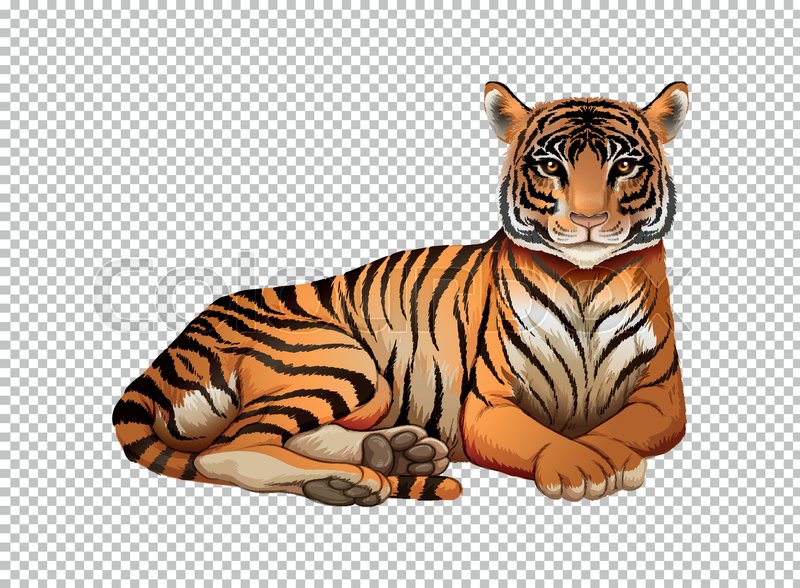Wild tiger on transparent background ... | Stock vector | Colourbox