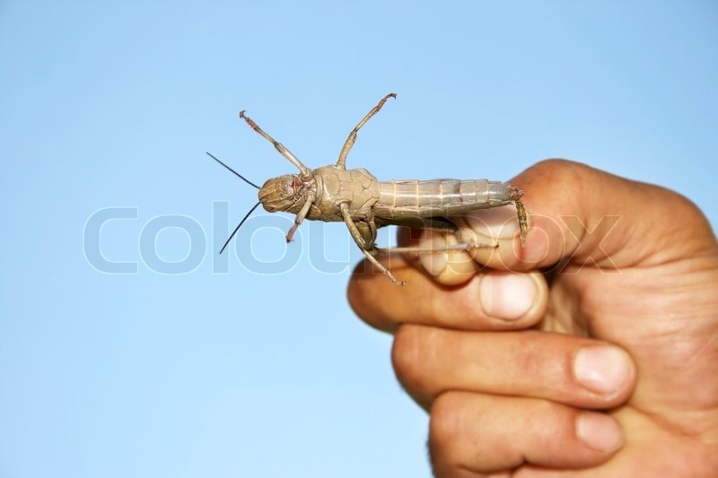 Grasshopper in man hand. | Stock image | Colourbox