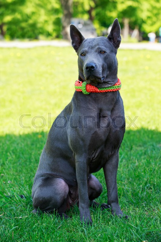 Blue Ridgeback
