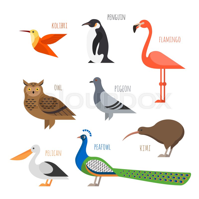 Colorful Birds Names