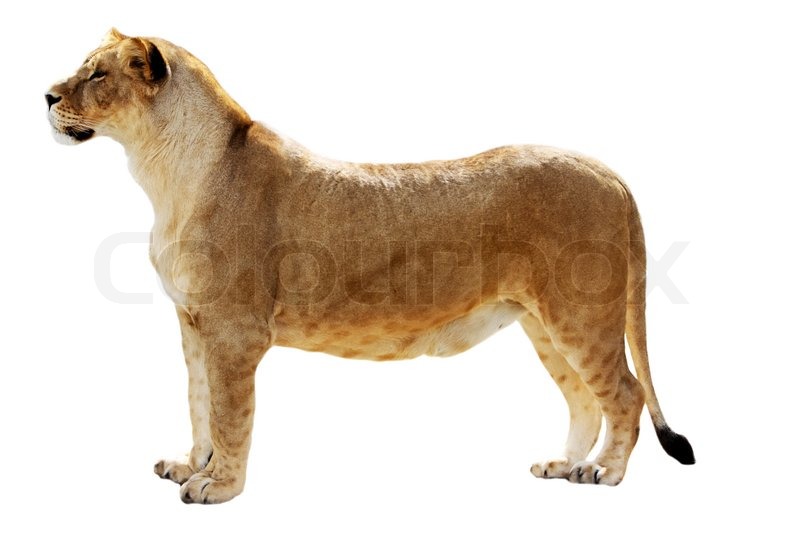 Big female lion stands isolated on the ... | Stock image | Colourbox
