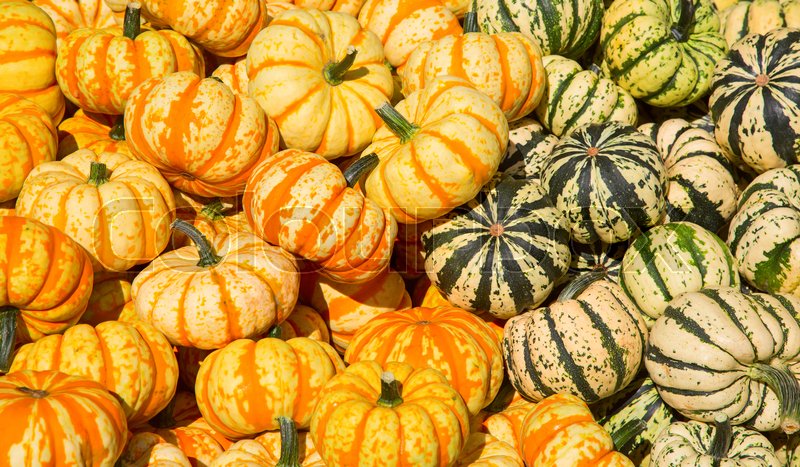 Colorful pumpkins collection on the ... | Stock image | Colourbox