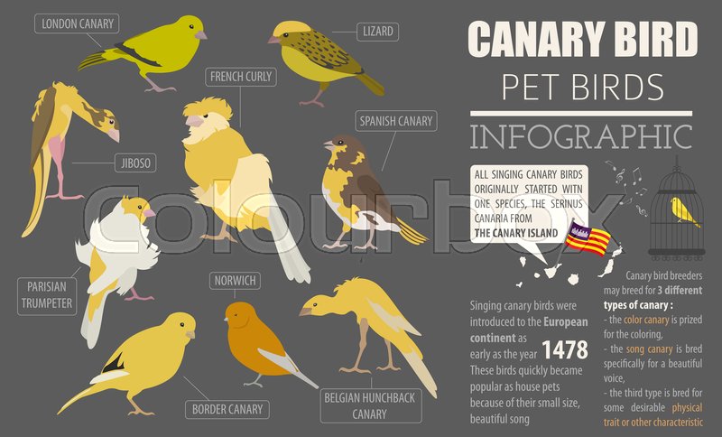 Canary Colors Breeds