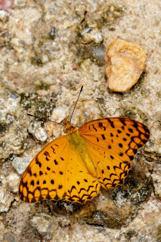Image of The Common Leopard Butterfly ... | Stock image | Colourbox