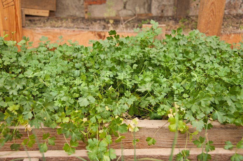 Parsley grows in the wooden box. ... | Stock image | Colourbox