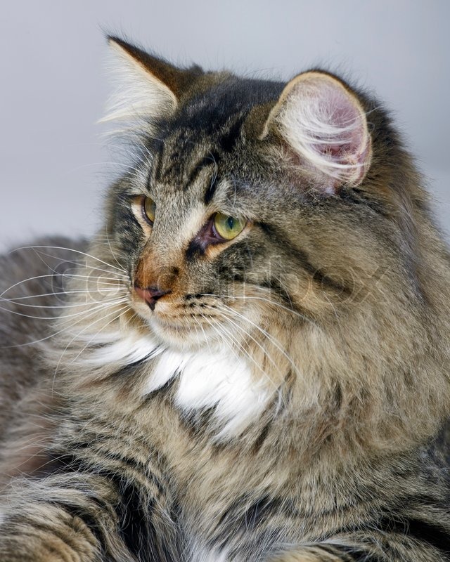 Portrait of a Norwegian Forest Cat | Stock Photo | Colourbox