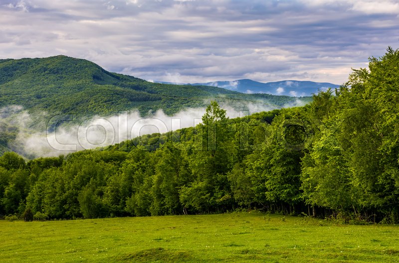 Forest on grassy hillside. gorgeous ... | Stock image | Colourbox