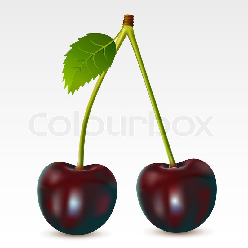 Two cherries on a white background | Stock vector | Colourbox