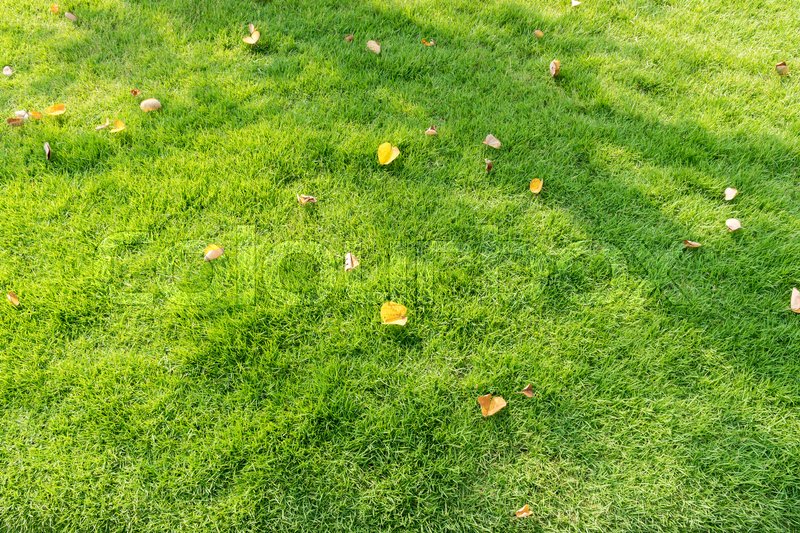 Autumn leaves fallen on green grass ... | Stock image | Colourbox