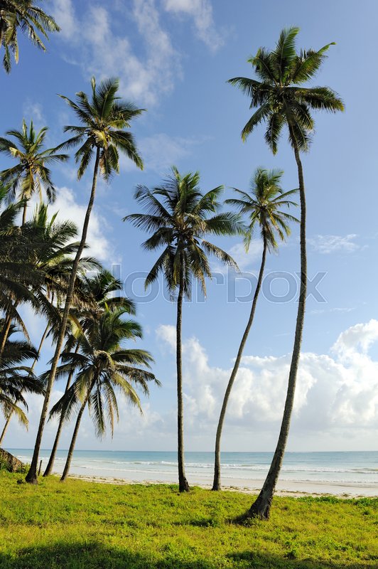 Beautiful palm trees at the beach ... | Stock image | Colourbox