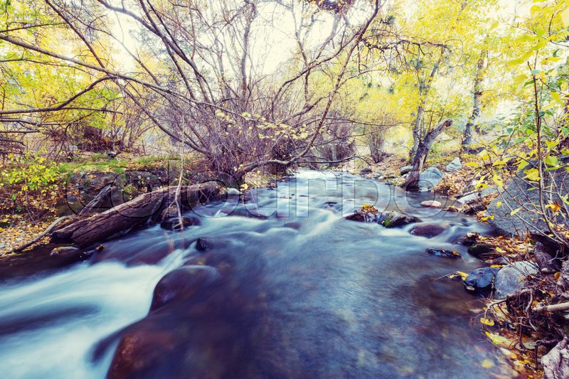 The forest creek in autumn | Stock image | Colourbox