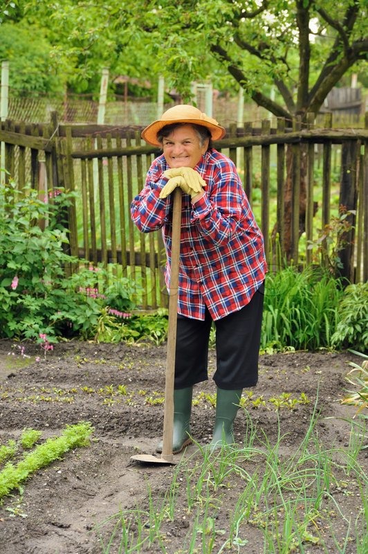 Senior woman gardening - hoeing ... | Stock image | Colourbox