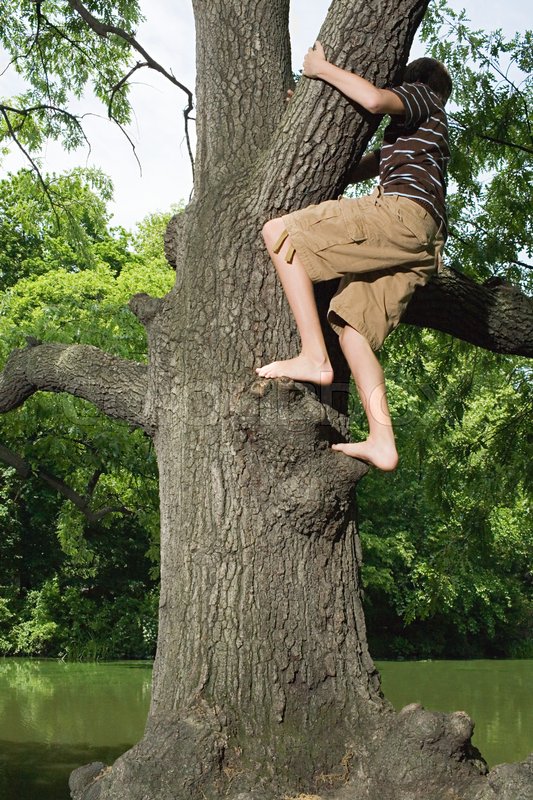 Teenage boy climbing a tree | Stock image | Colourbox