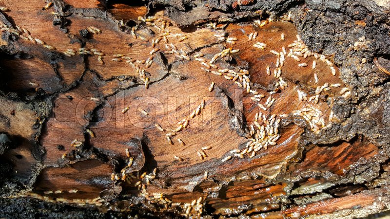 Termites eat wood | Stock image | Colourbox