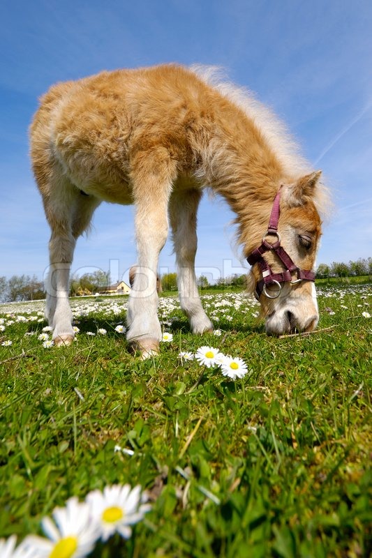 Horse foal eating green grass | Stock image | Colourbox