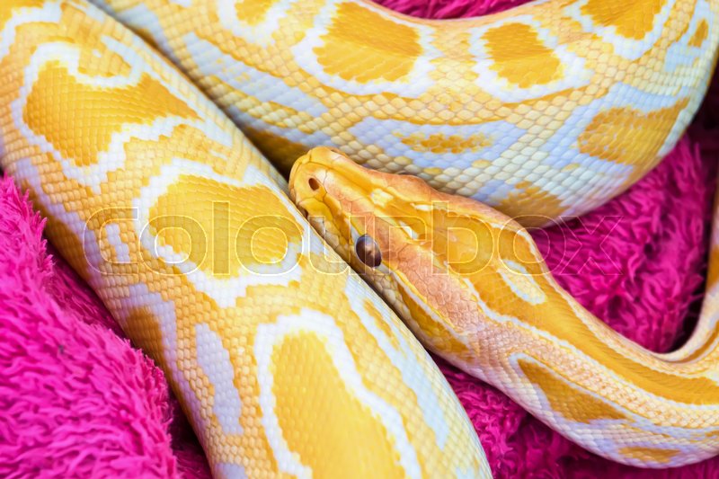 Pink And Yellow Snake