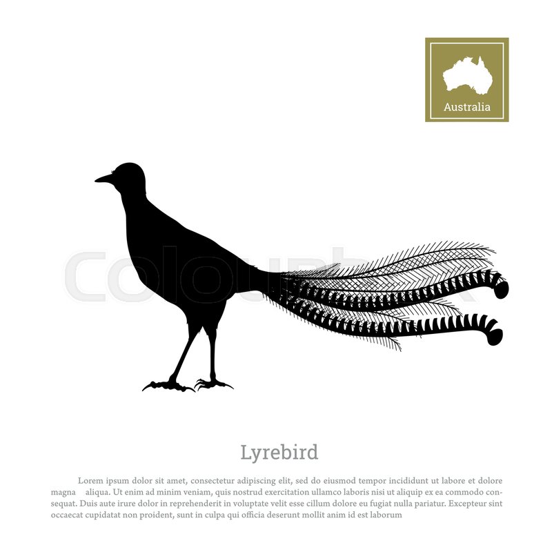 Lyre Bird Tattoo