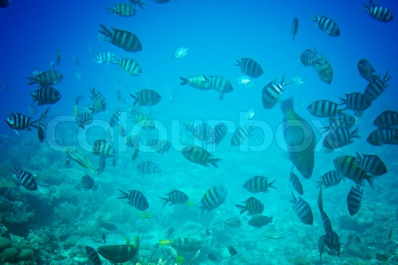 Astonishing undersea world of Red sea | Stock image | Colourbox