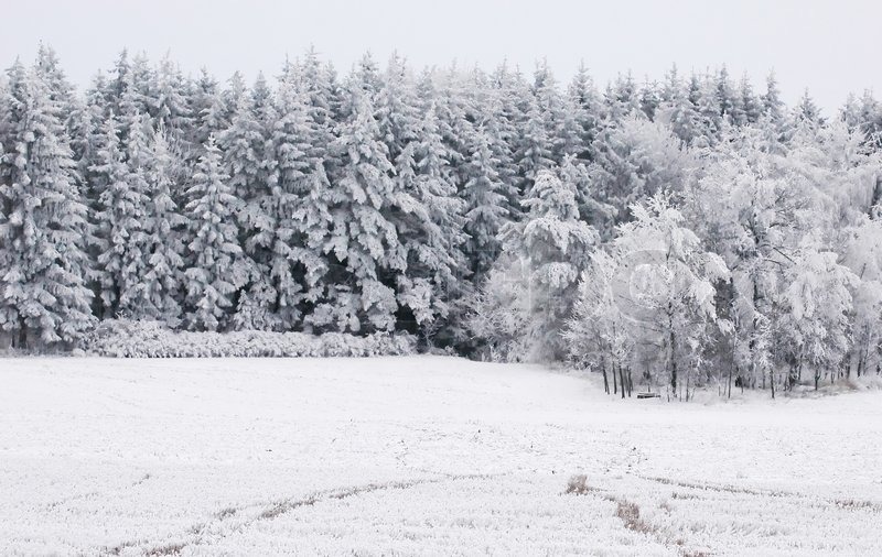 Forest , felt, sne og frost | Stock foto | Colourbox