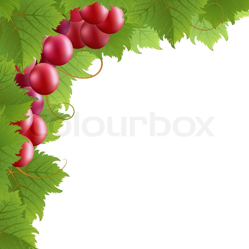 Red vine on a white background | Stock vector | Colourbox
