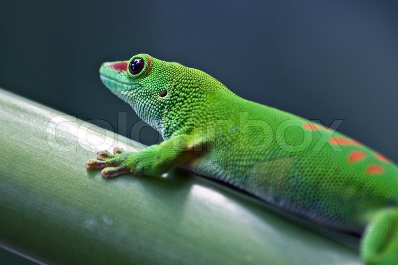 Green gecko on the tree | Stock image | Colourbox