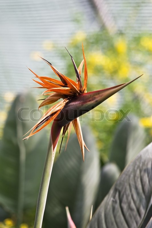 Bright Strelitzia flower in the ... | Stock image | Colourbox
