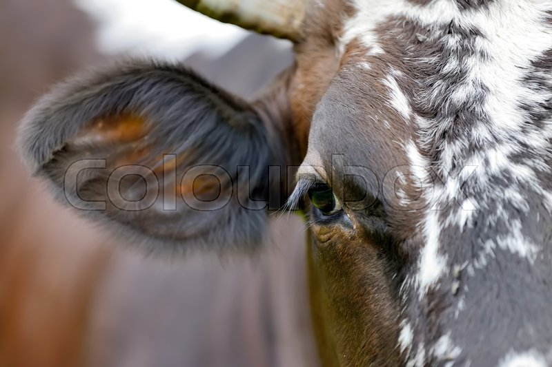 Large eyes with eyelashes a cow | Stock image | Colourbox