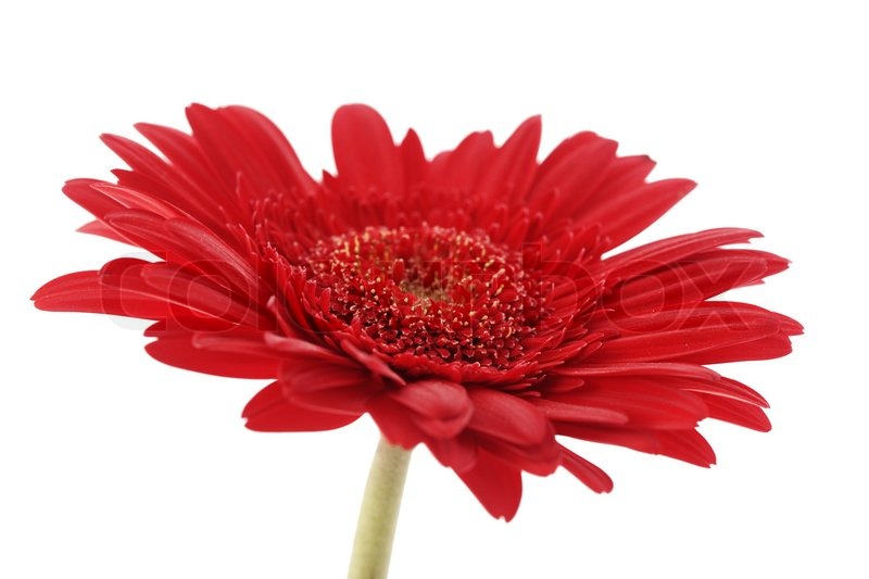 Red gerbera in vase isolated on white | Stock image | Colourbox