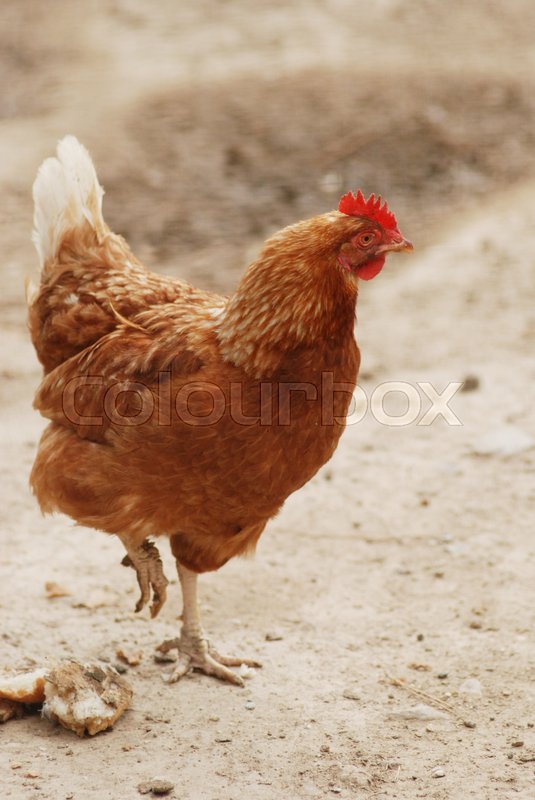 Close up photo of brown chicken, ... | Stock image | Colourbox