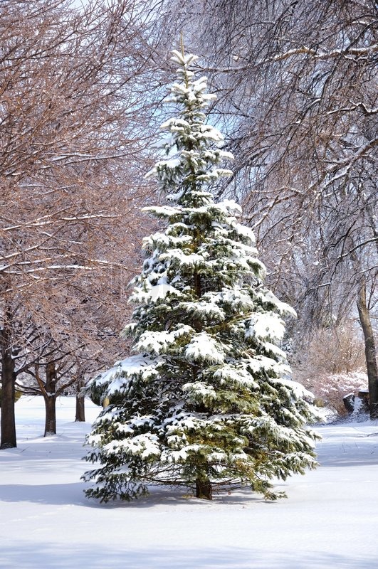 Pine tree after ice storm in the park | Stock image | Colourbox