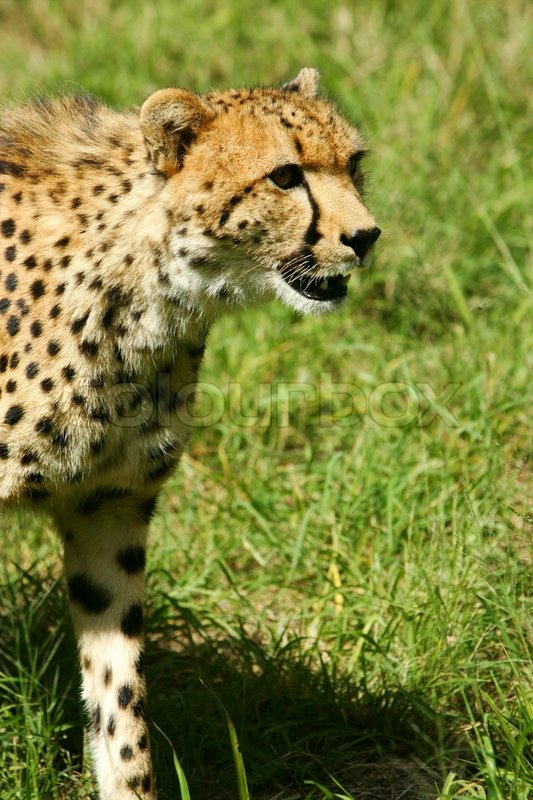 Gepard | Stock Bild | Colourbox