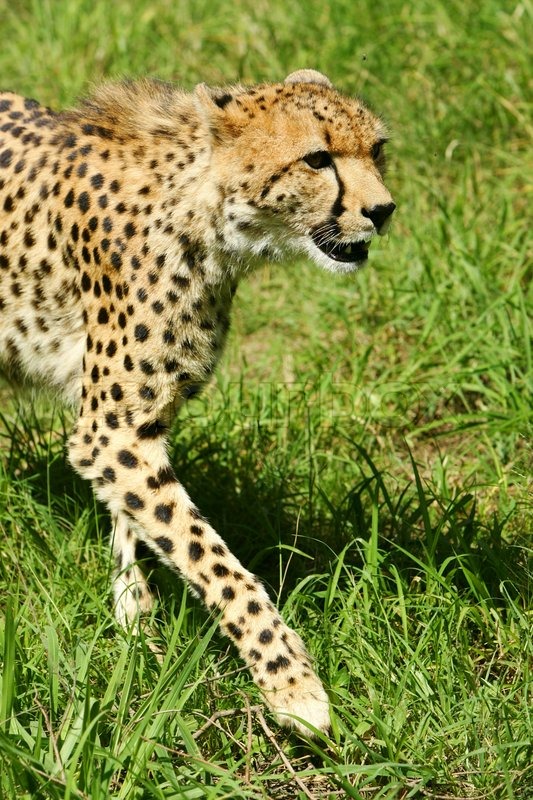 Gepard | Stock Bild | Colourbox