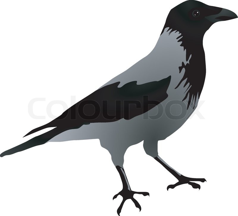 Vectors Raven | Stock vector | Colourbox