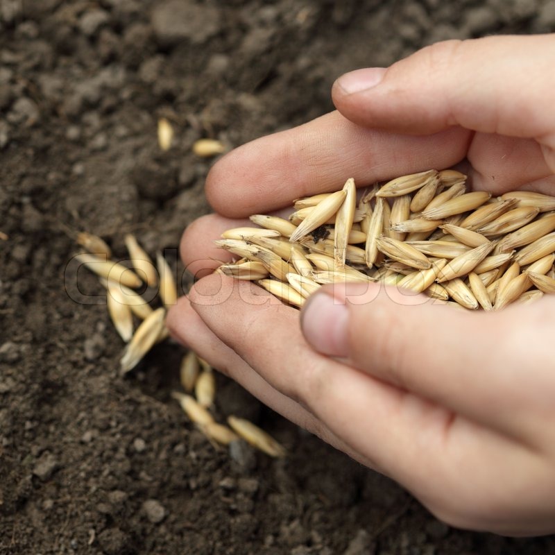 Sowing Seeds Background