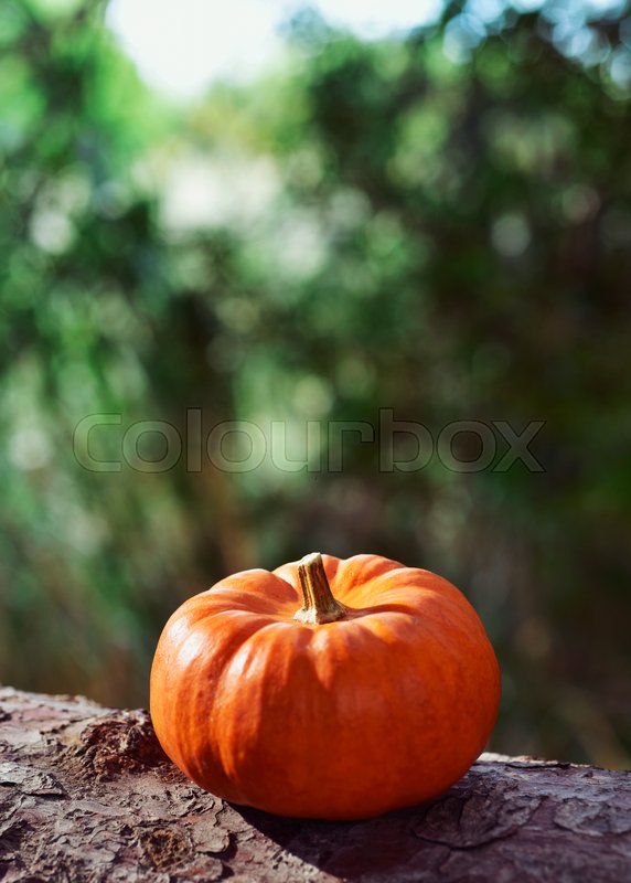 Closeup of a pumpkin on the branch of a ... | Stock image | Colourbox