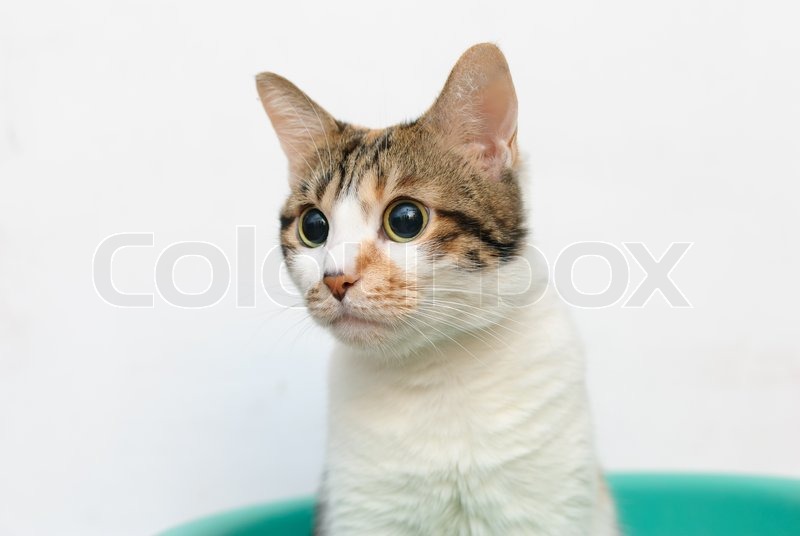 Nette Katze stehend in Fach | Stock Bild | Colourbox